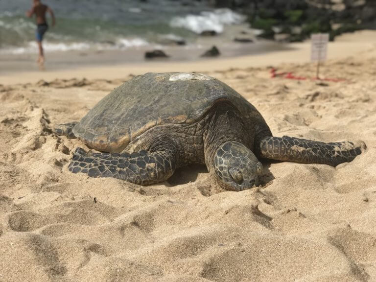 Ultimate Turtle Beach Oahu Guide for First-Time Visitors (2025)