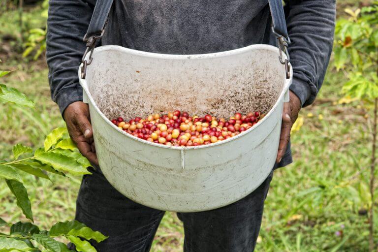 Best Kona Coffee Farms to Visit for Coffee Lovers on the Big Island