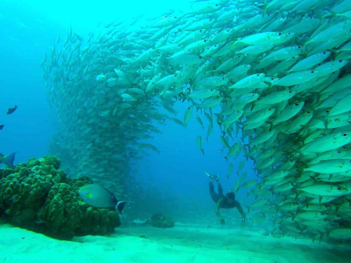 Scuba Diving in Hawaii: a Complete Guide (2023)