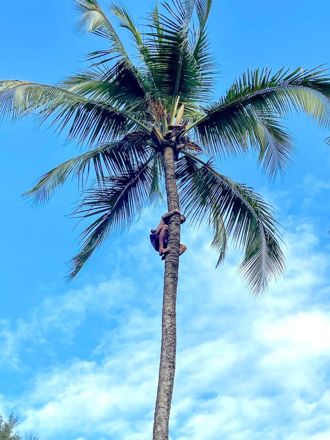 Toa Luau: North Shore Oahu Luau Review