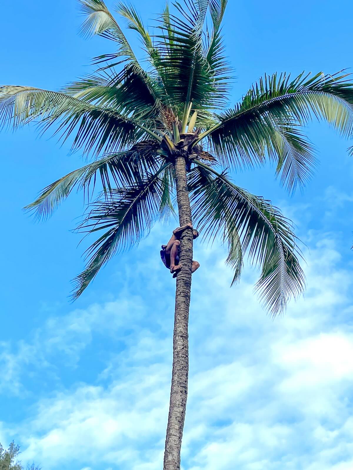 Toa Luau: North Shore Oahu Luau Review