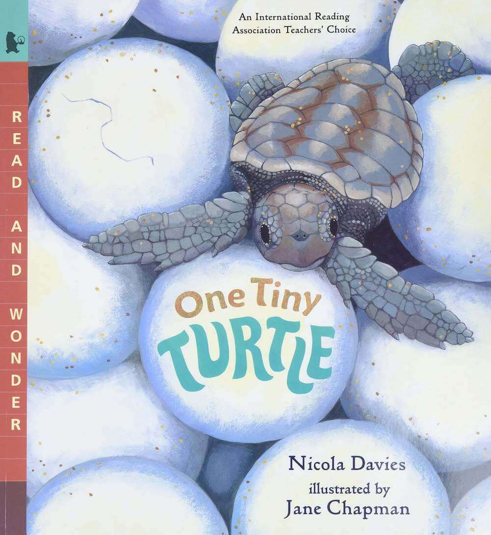 Sea Turtle Facts for Kids + Free Printable Sea Turtle Life Cycle Lap ...