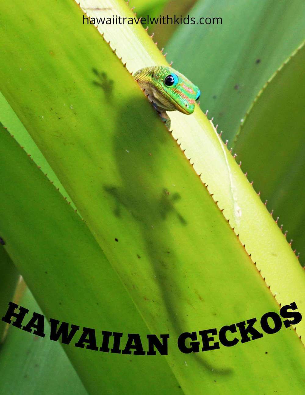 Learn About Geckos of Hawaii + Free Hawaii Gecko Printables for Kids
