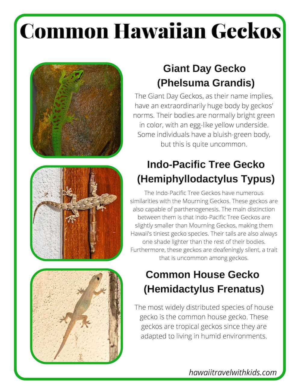 Learn About Geckos of Hawaii + Free Hawaii Gecko Printables for Kids