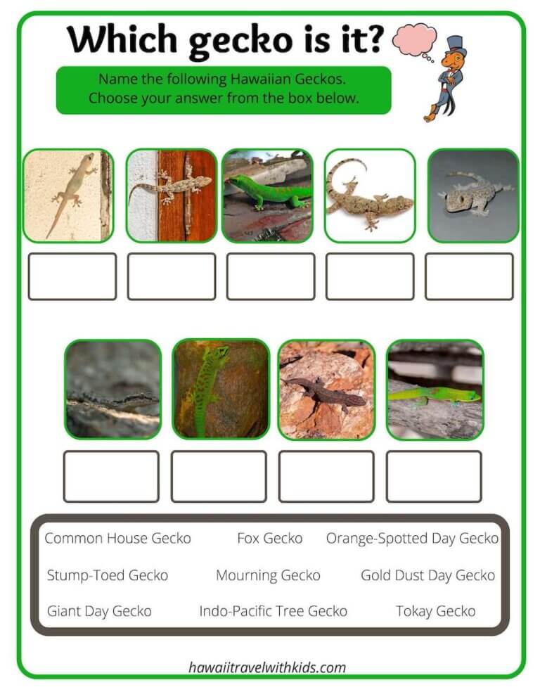 Learn About Geckos of Hawaii + Free Hawaii Gecko Printables for Kids