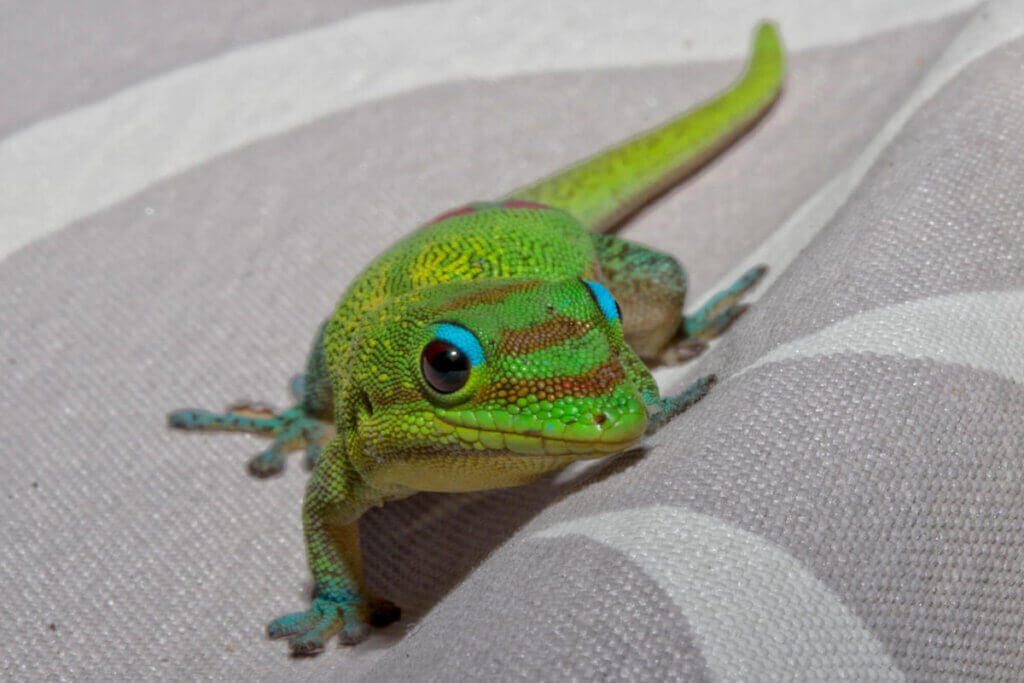 Learn About Geckos of Hawaii + Free Hawaii Gecko Printables for Kids
