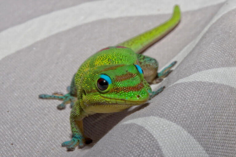 Learn About Geckos of Hawaii + Free Hawaii Gecko Printables for Kids