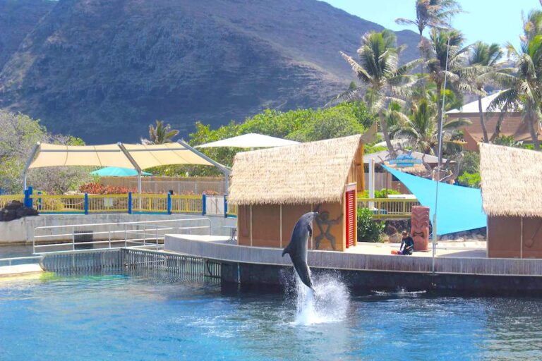 Ultimate Guide to Exploring Sea Life Park in Hawaii - Hawaii Travel ...