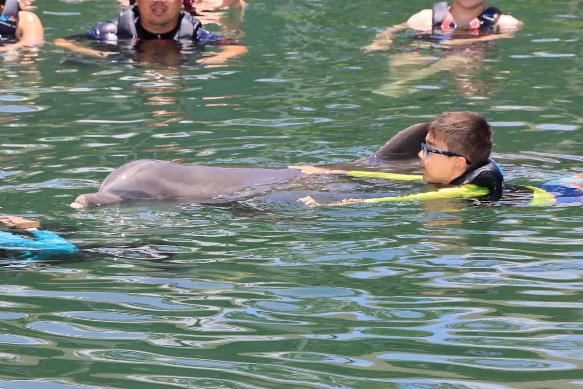 Where to Swim with Dolphins on Oahu: Dolphin Quest Review