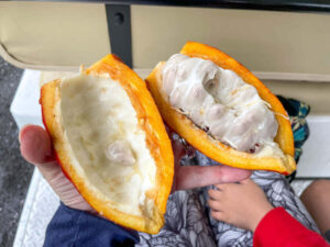 Big Island Chocolate Tour at Lavaloha Chocolate Farm (2023)
