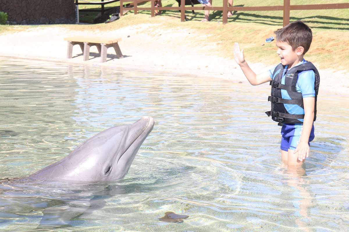 Swim with Dolphins on the Big Island: Dolphin Quest Review