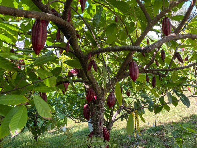 Is the Kauai Chocolate Farm Tour Worth It? (2023)
