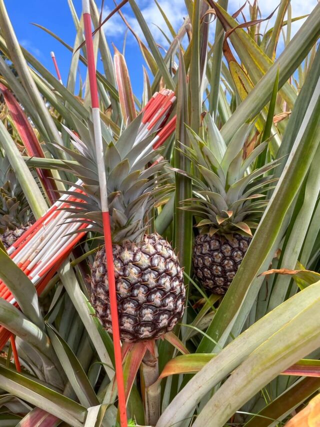 Should You do a Kauai Pineapple Plantation Tour? (2023)