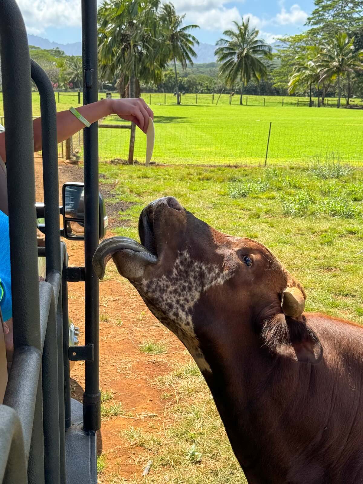 Is the Kauai Rum Safari Worth It?